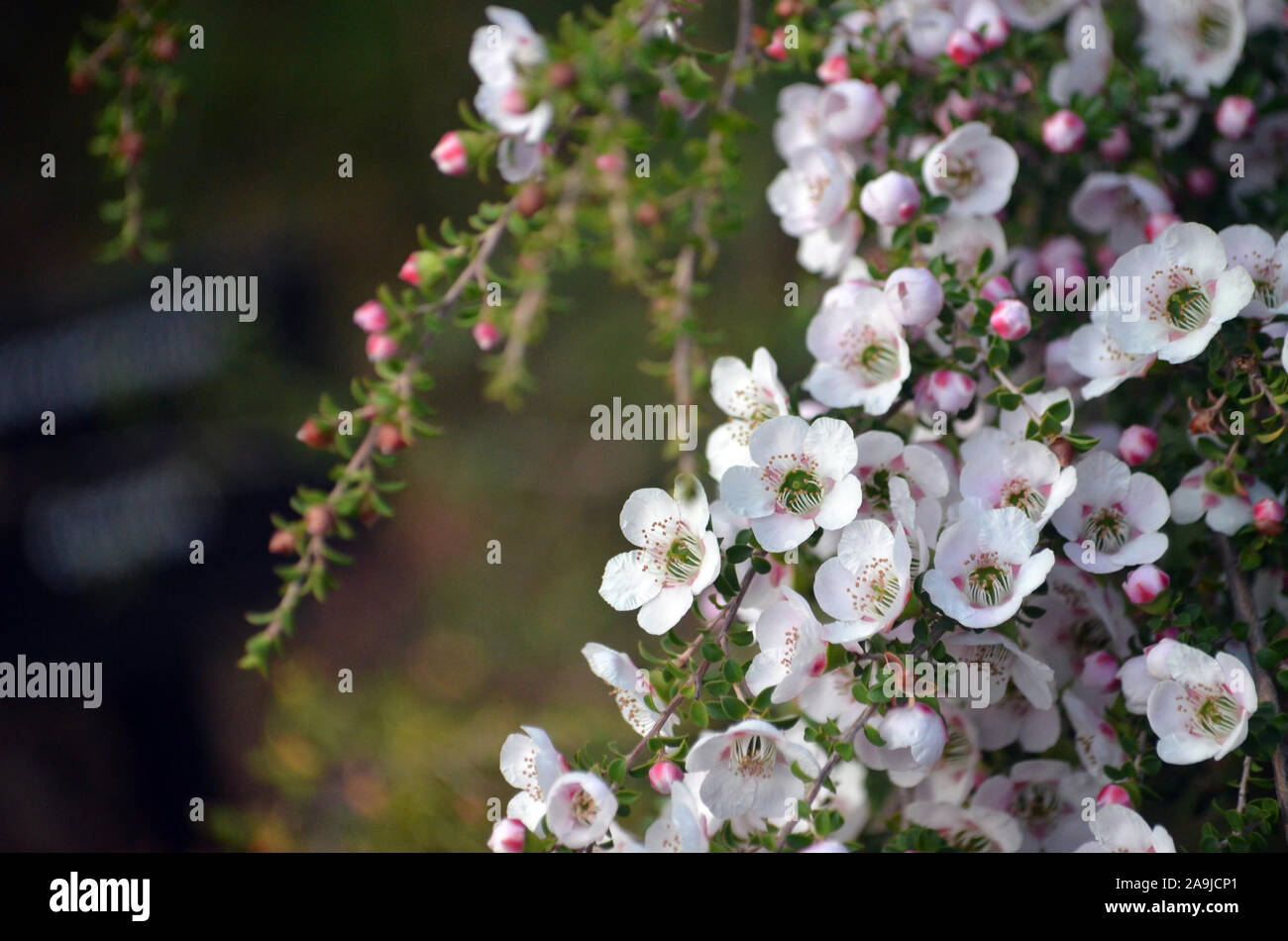 Spring background of beautiful Australian native white Leptospermum ...