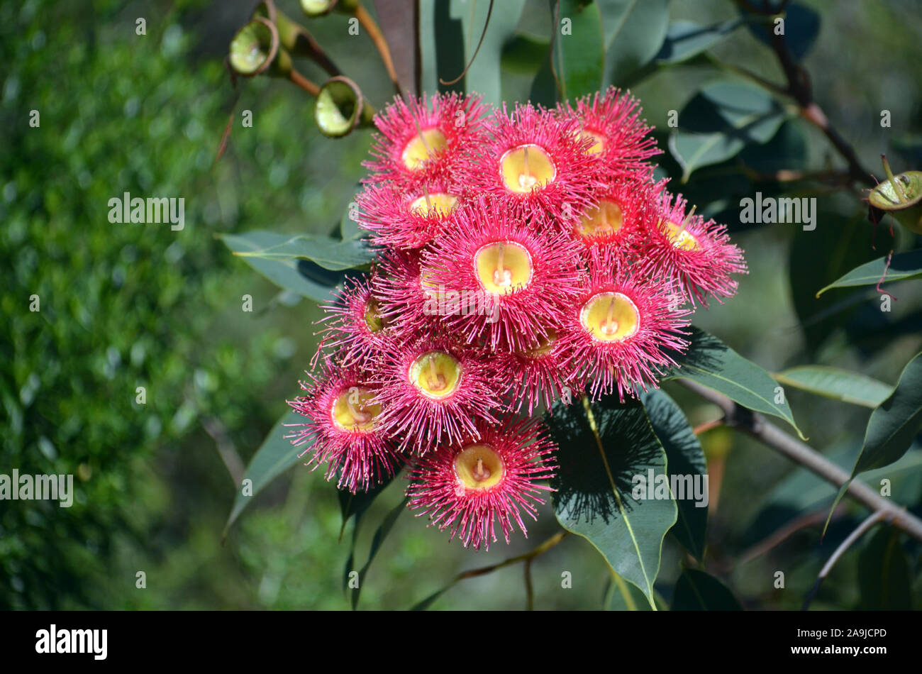 Flowering gum tree australia hi-res stock photography and images - Alamy