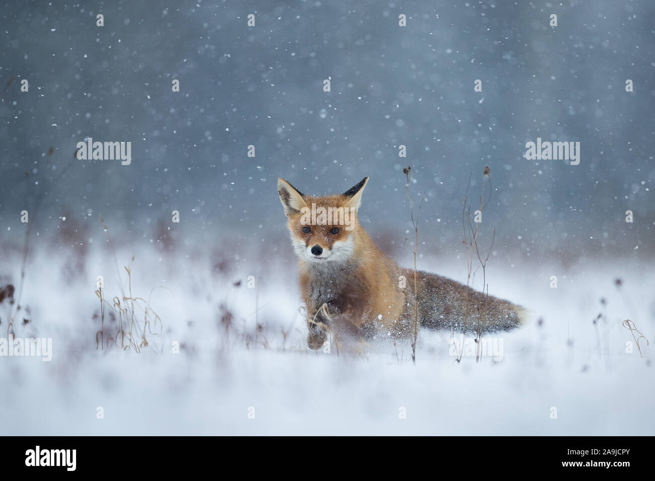 Rotfuchs im Winter, (Vulpes vulpes Stock Photo - Alamy