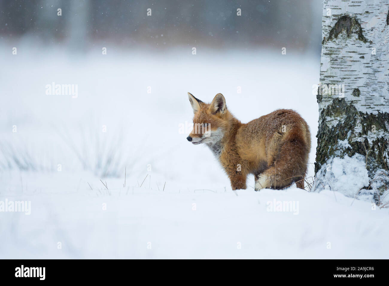 Rotfuchs im Winter, (Vulpes vulpes Stock Photo - Alamy