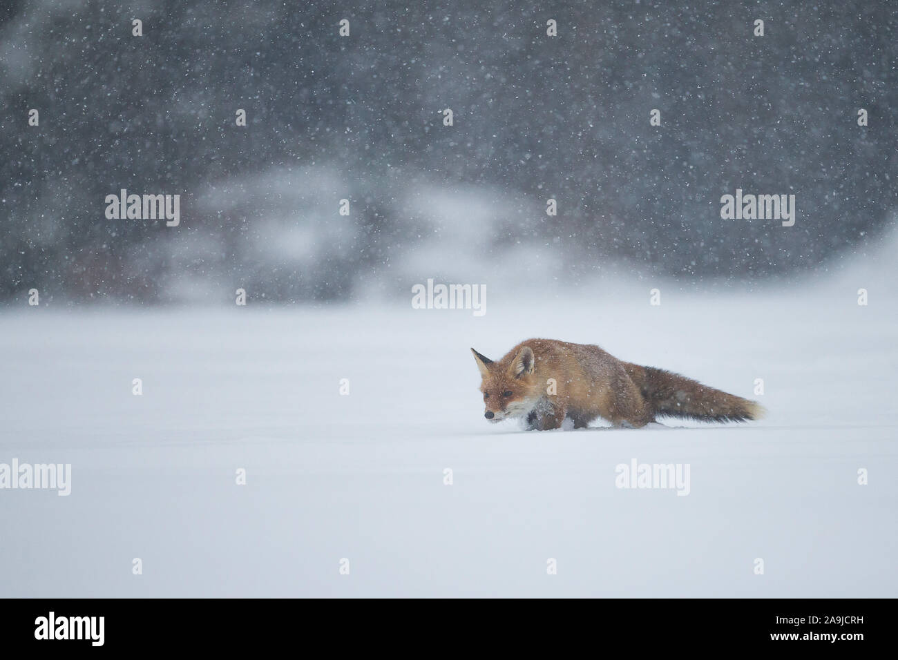 Rotfuchs im Winter, (Vulpes vulpes Stock Photo - Alamy