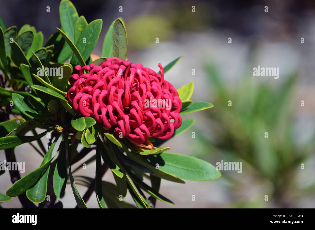 Protea family hi-res stock photography and images - Alamy