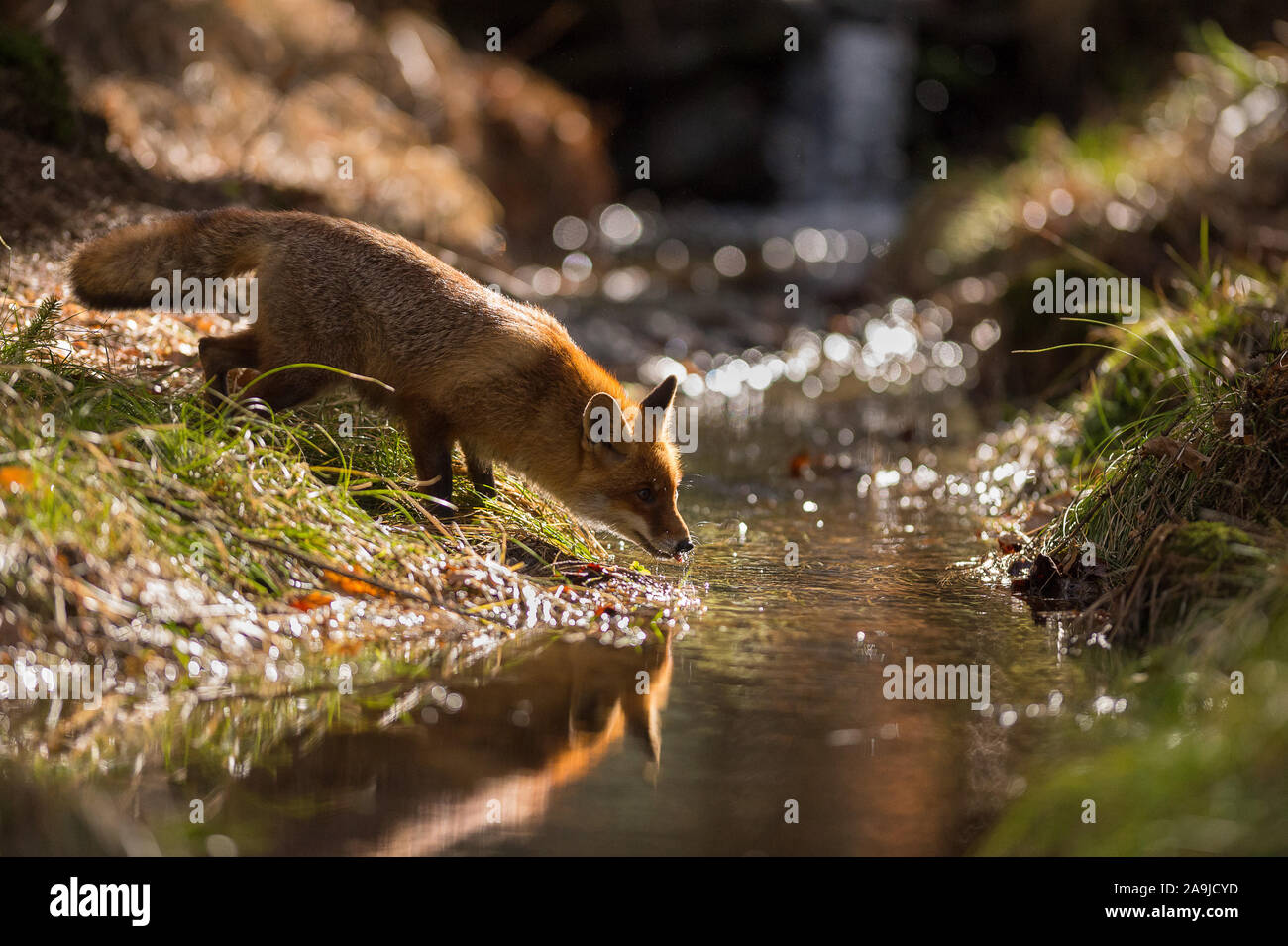 Rotfuchs trinkt Wasser(Vulpes vulpes Stock Photo - Alamy