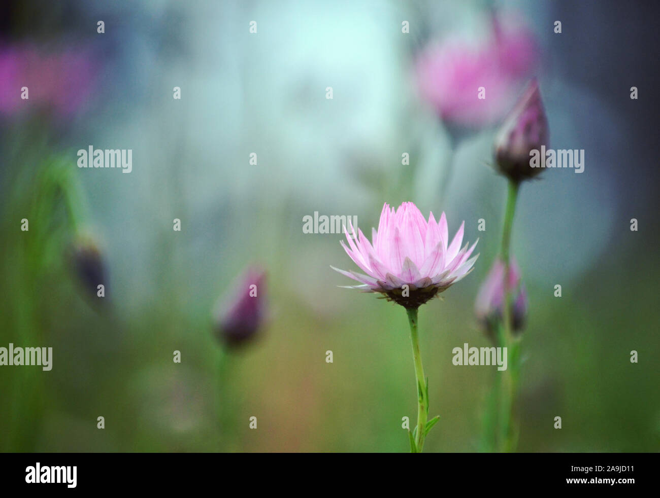 Single pink Australian native everlasting daisy, Xerochrysum bracteatum ...