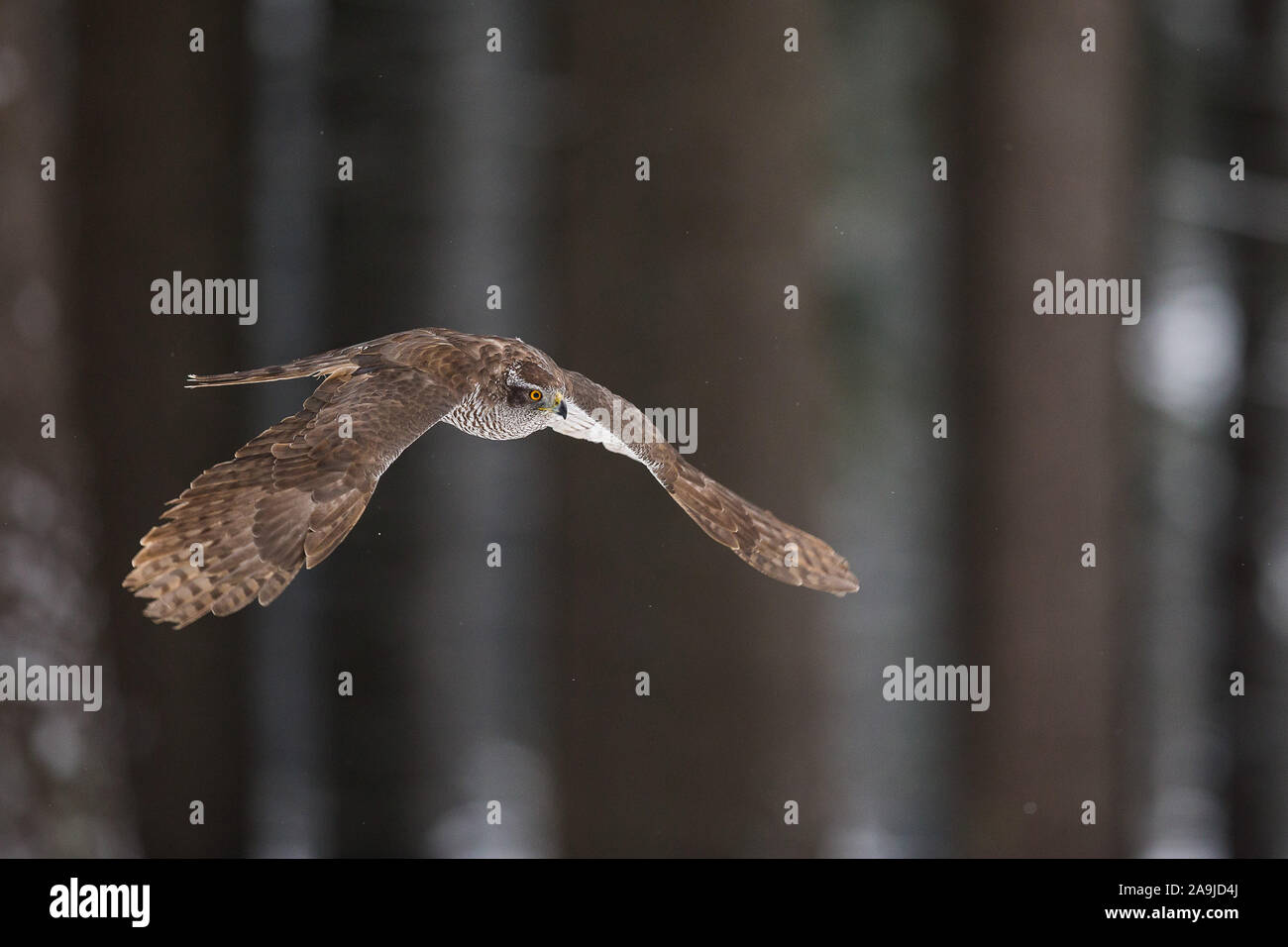Habicht hi-res stock photography and images - Alamy