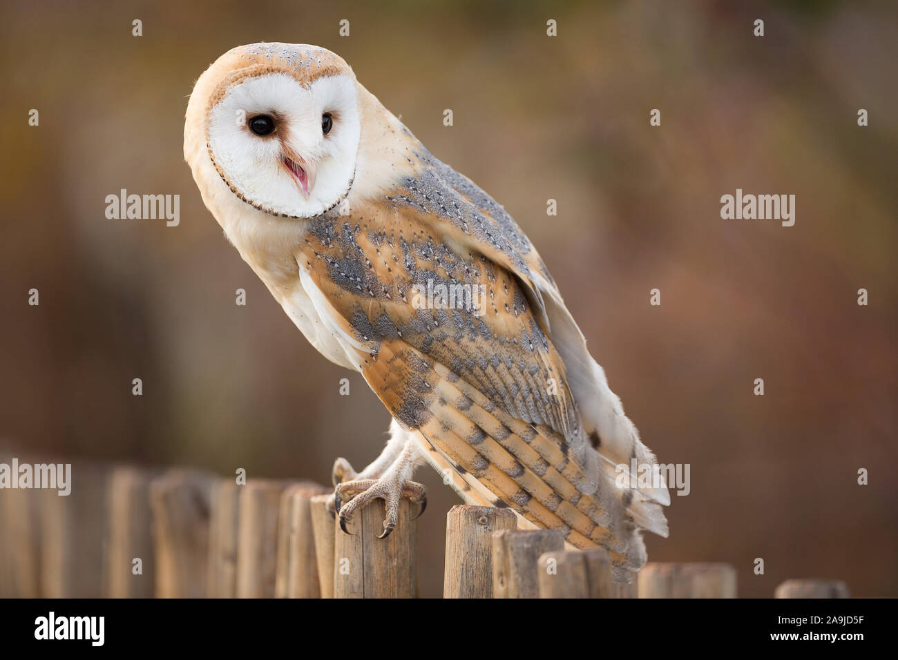 Schleiereule, (Tyto alba Stock Photo - Alamy