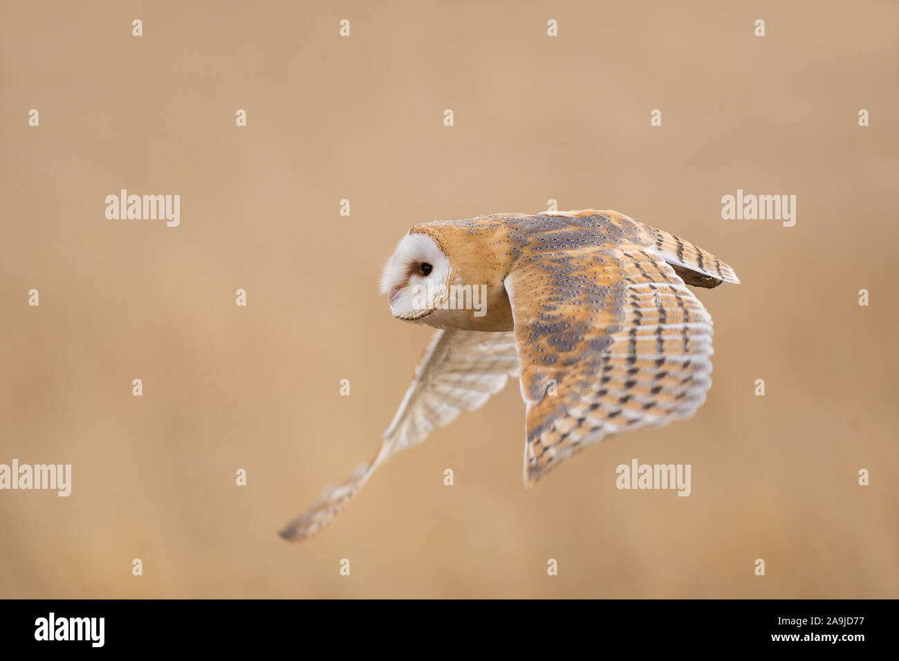 Schleiereule, (Tyto alba Stock Photo - Alamy