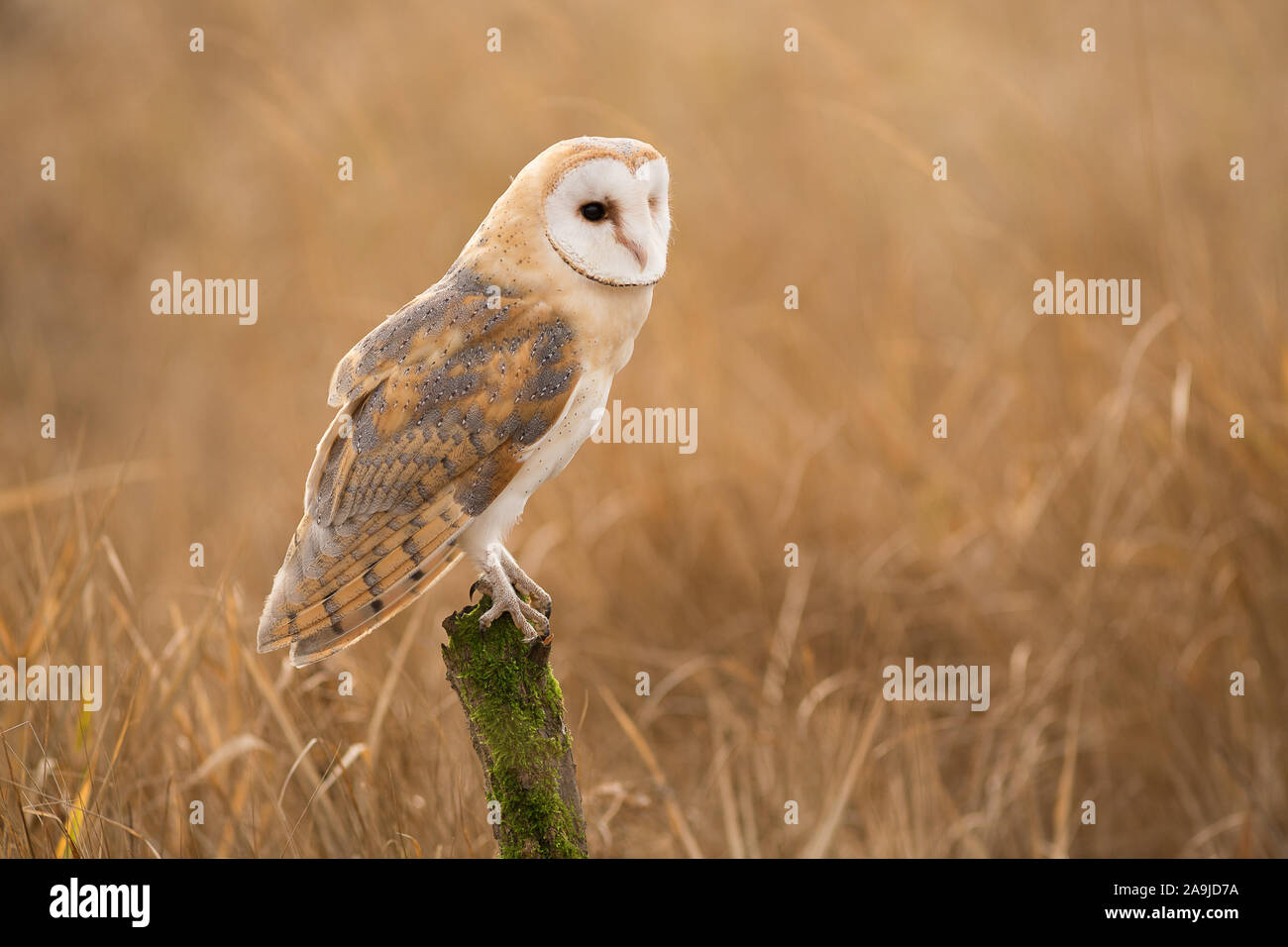 Schleiereule, (Tyto alba Stock Photo - Alamy