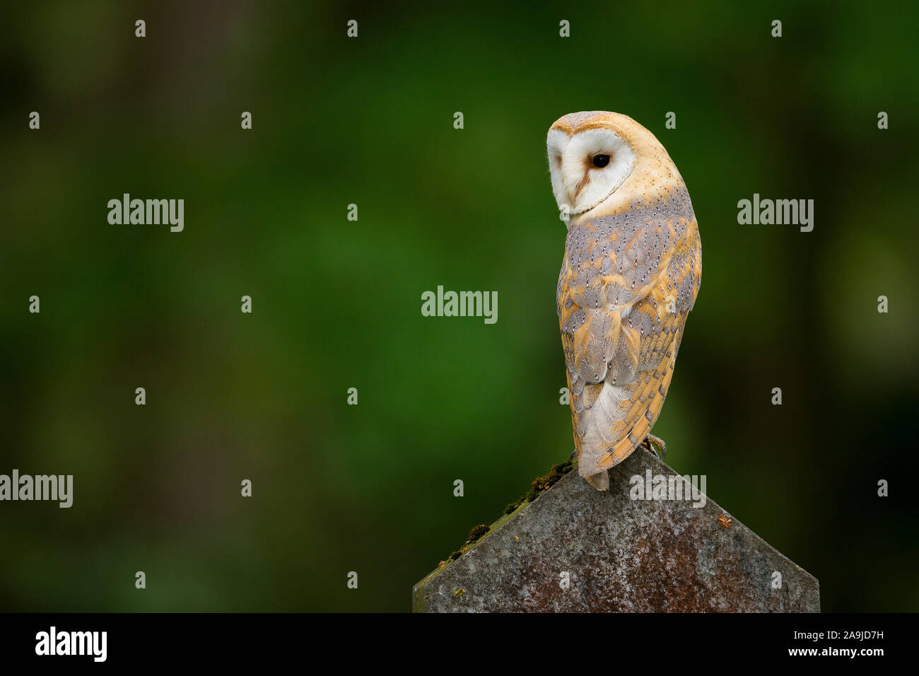 Schleiereule, (Tyto alba Stock Photo - Alamy