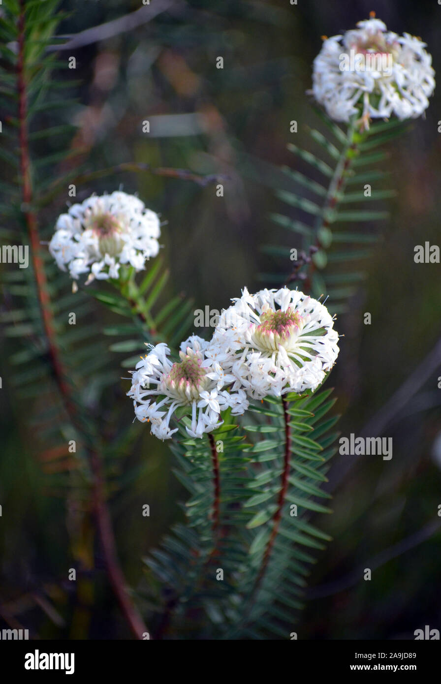 White rice flower hi-res stock photography and images - Alamy
