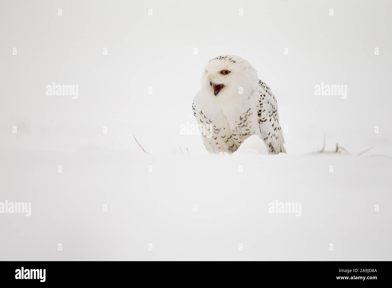 Schnee eulen hi-res stock photography and images - Alamy