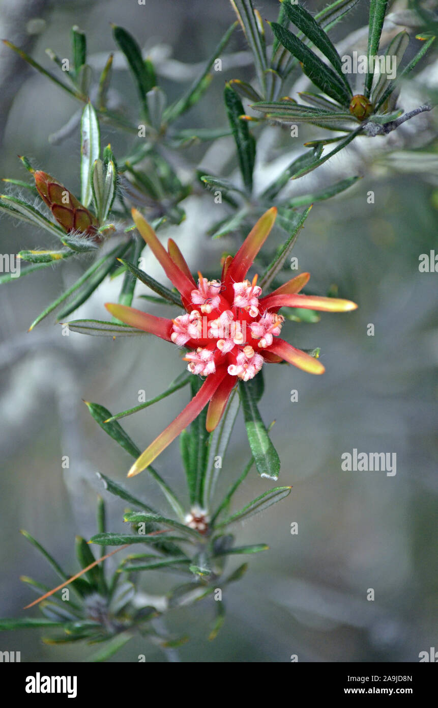 Red flower of the Australian native Mountain Devil, Lambertia formosa ...