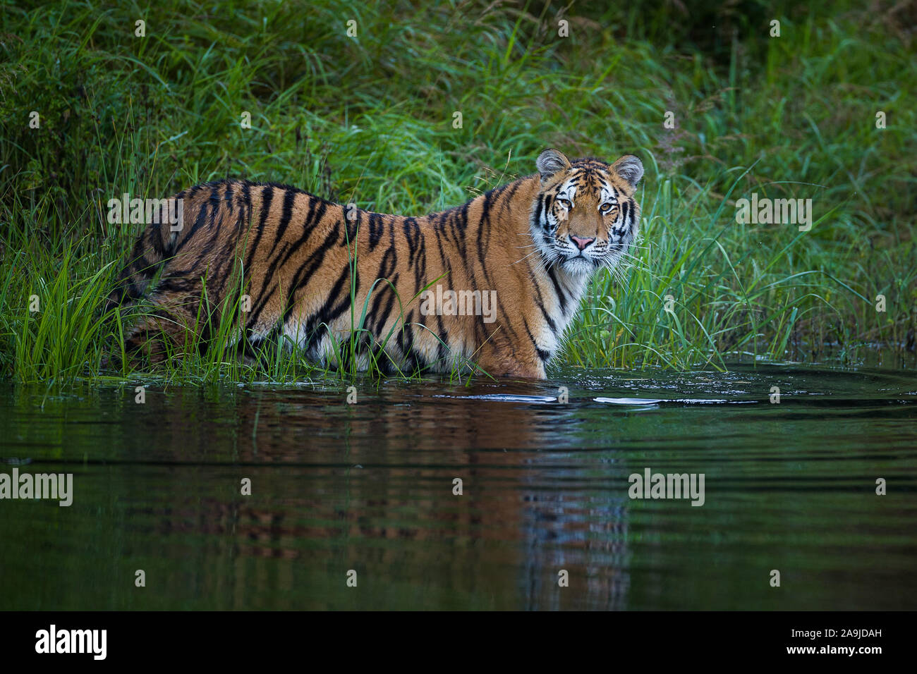 Sibirischer Tiger, (Panthera tigris altaica Stock Photo - Alamy