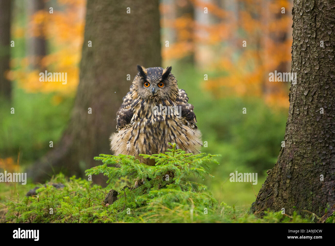 Uhu, (Bubo bubo Stock Photo - Alamy