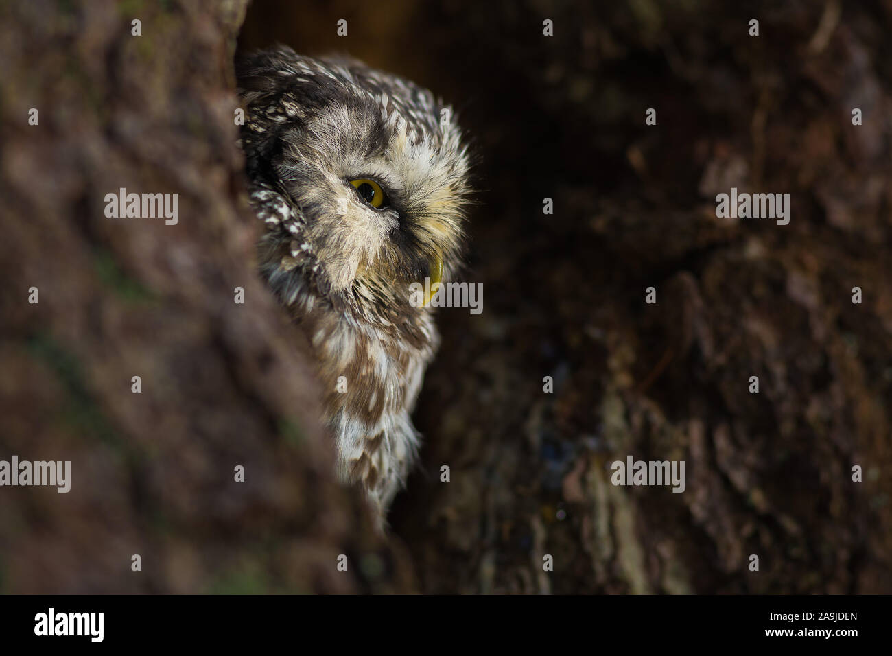 Rauhfußkauz (Aegolius funereus Stock Photo - Alamy