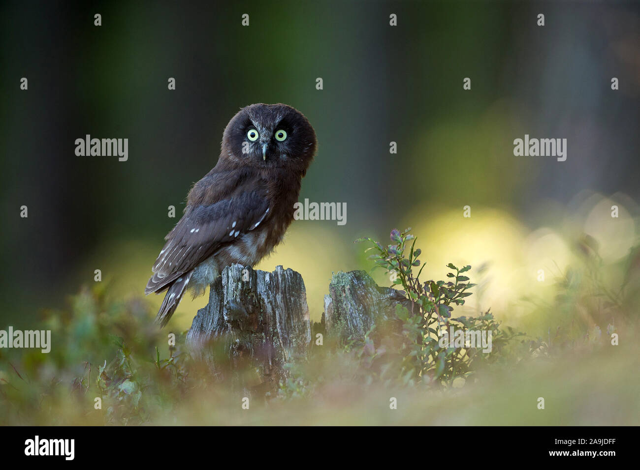 Aegolius funereus hi-res stock photography and images - Alamy