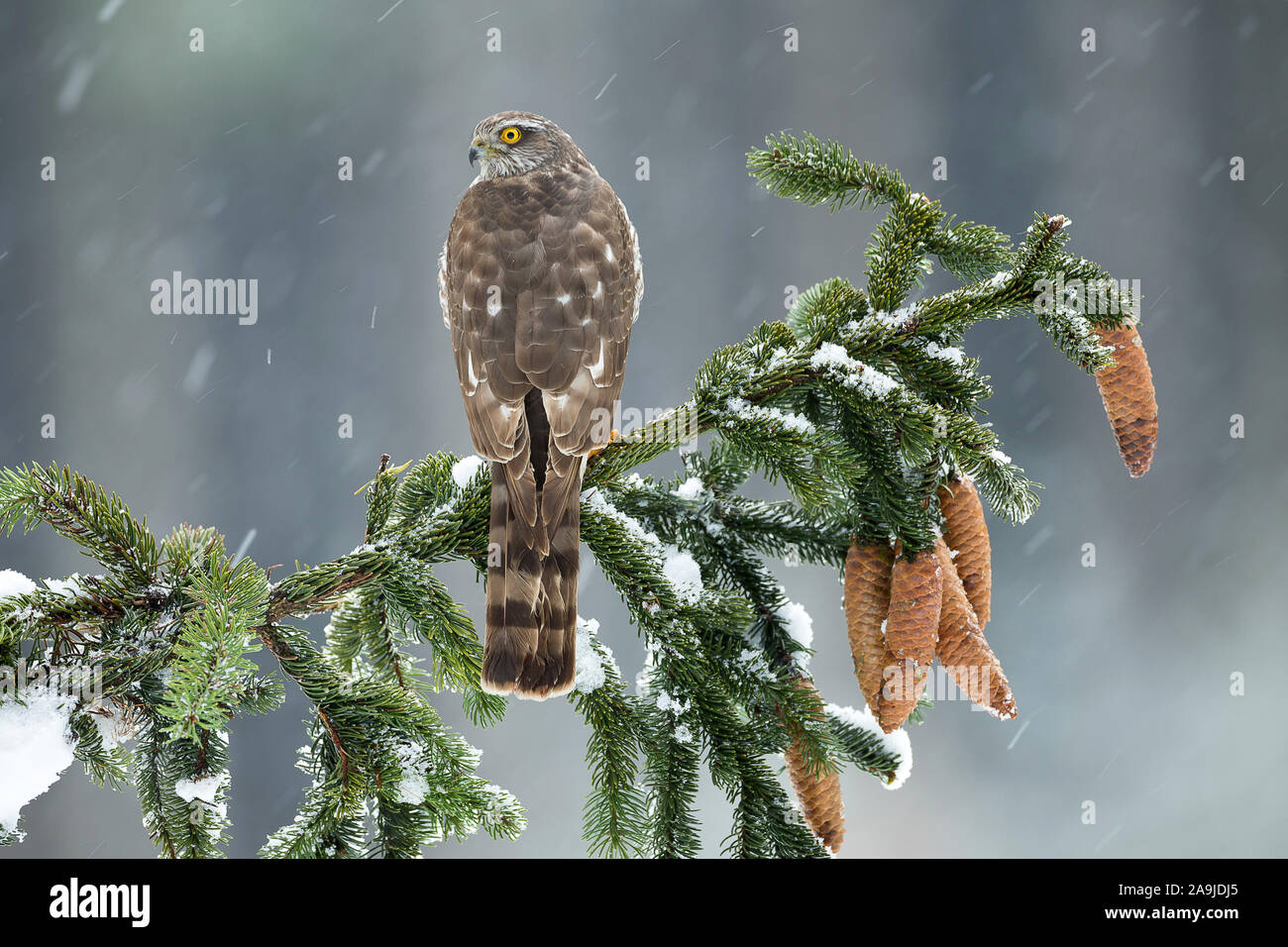 Sperber hi-res stock photography and images - Alamy