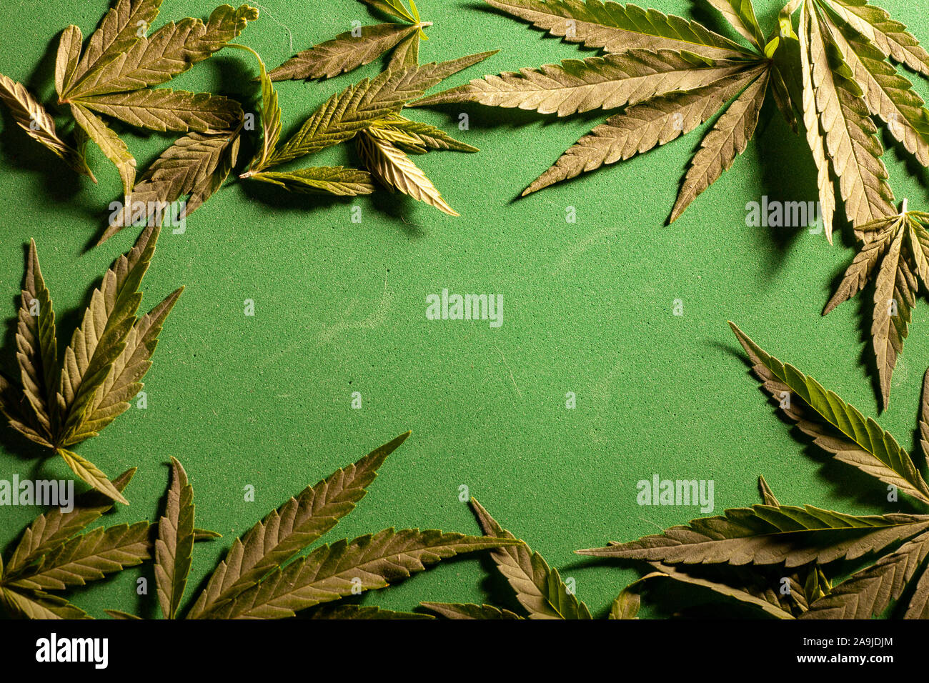 Textured marijuana leaf close-up on a dark background. Background from ...