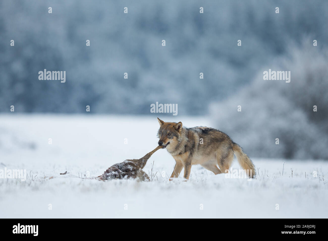 Beute wildlife hi-res stock photography and images - Alamy