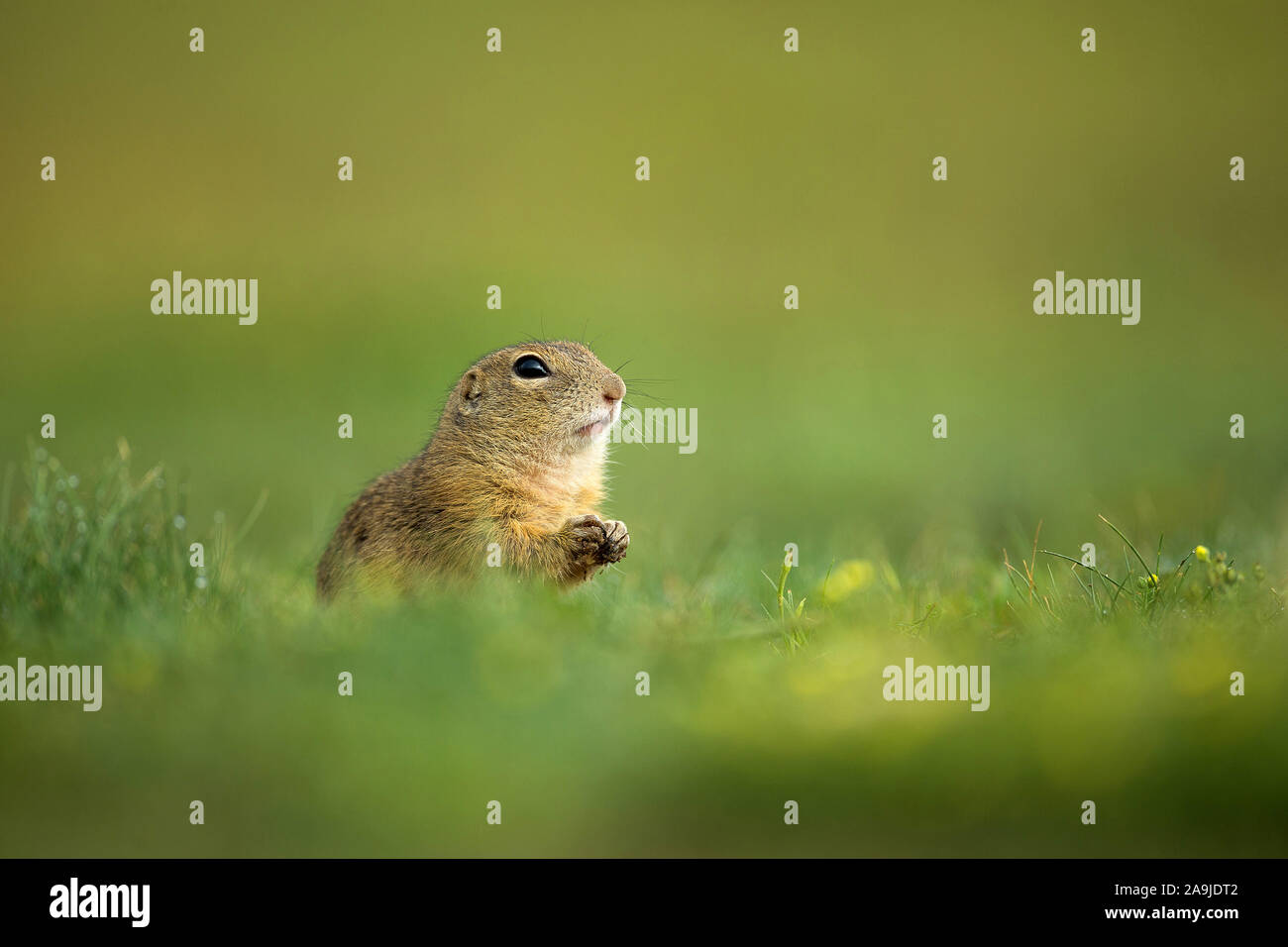 Ziesel hi-res stock photography and images - Alamy