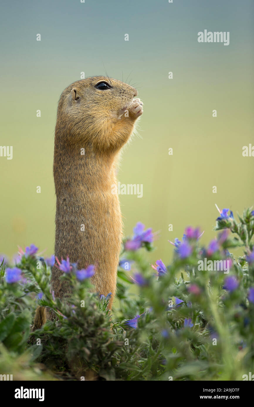 Ziesel hi-res stock photography and images - Alamy