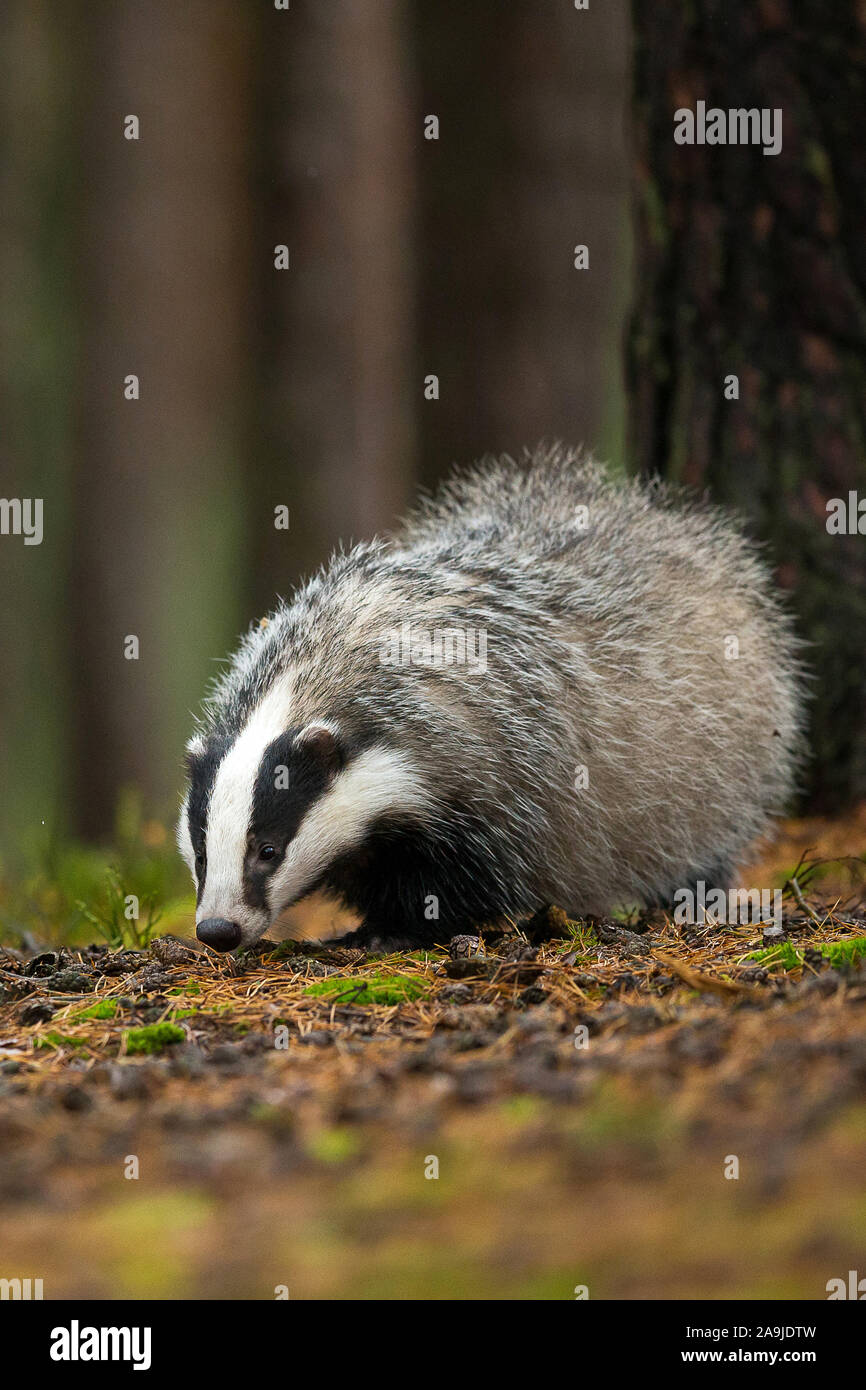 Dachs hi-res stock photography and images - Alamy