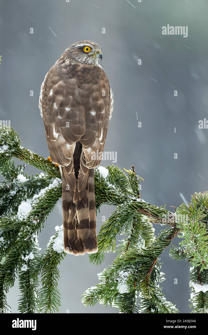 Sperber hi-res stock photography and images - Alamy