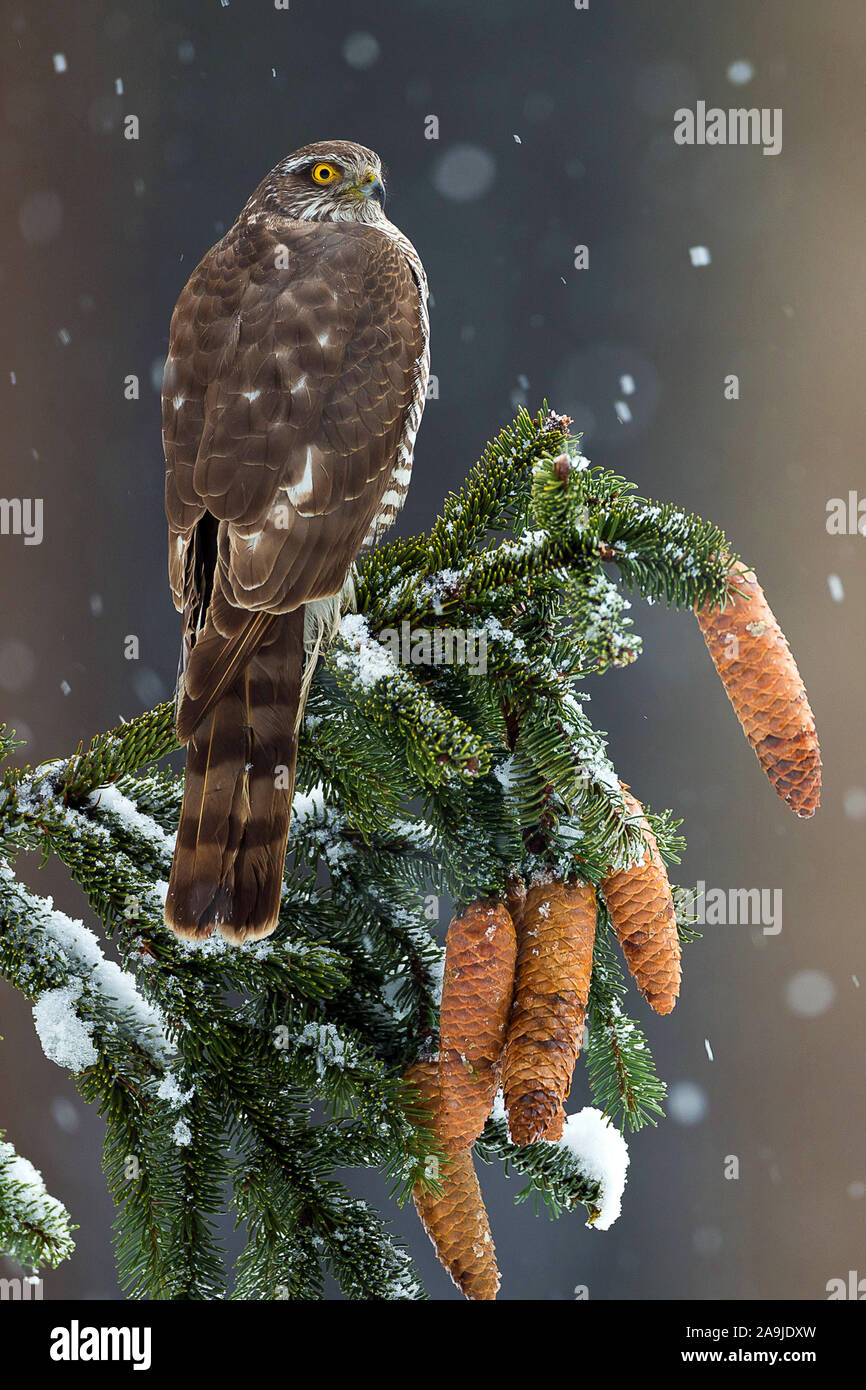 Sperber hi-res stock photography and images - Alamy