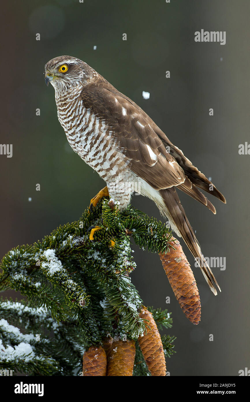 Sperber hi-res stock photography and images - Alamy