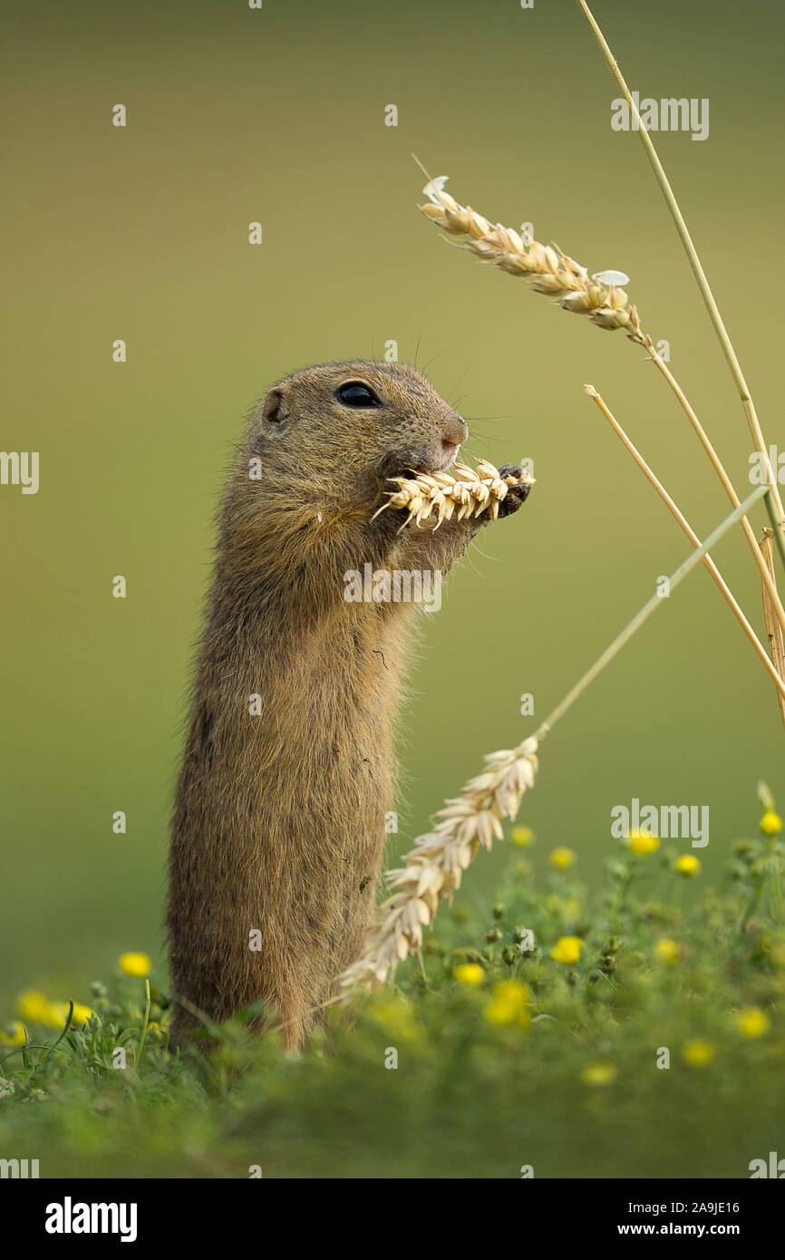 Ziesel hi-res stock photography and images - Alamy