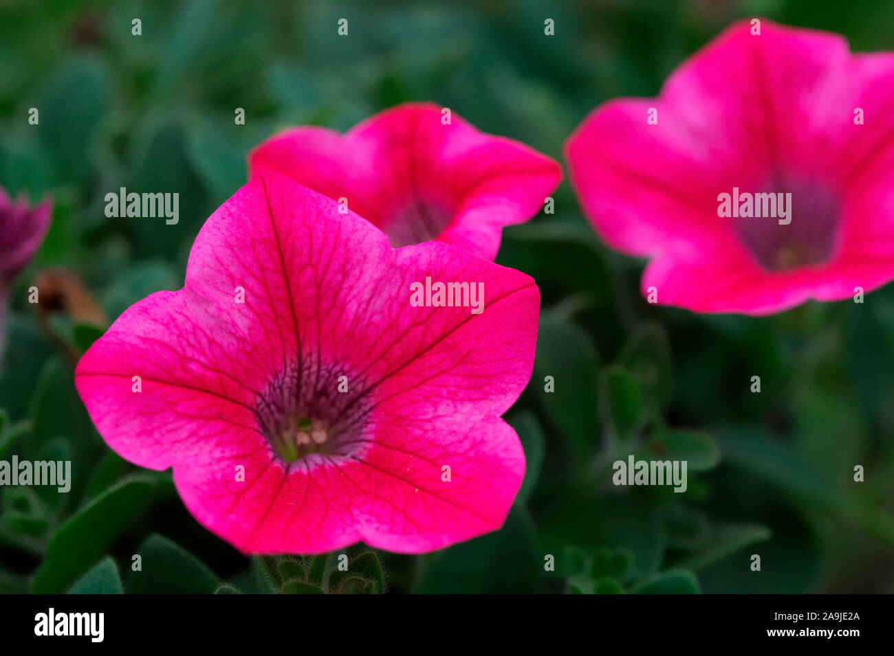Petunia rose star hi-res stock photography and images - Alamy