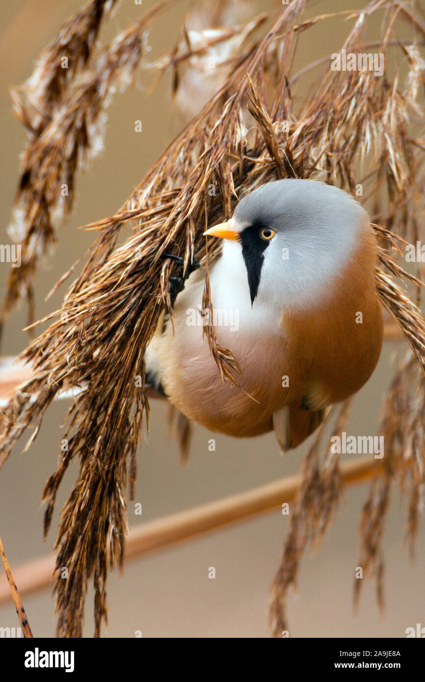 Panurus biarmicus hi-res stock photography and images - Alamy