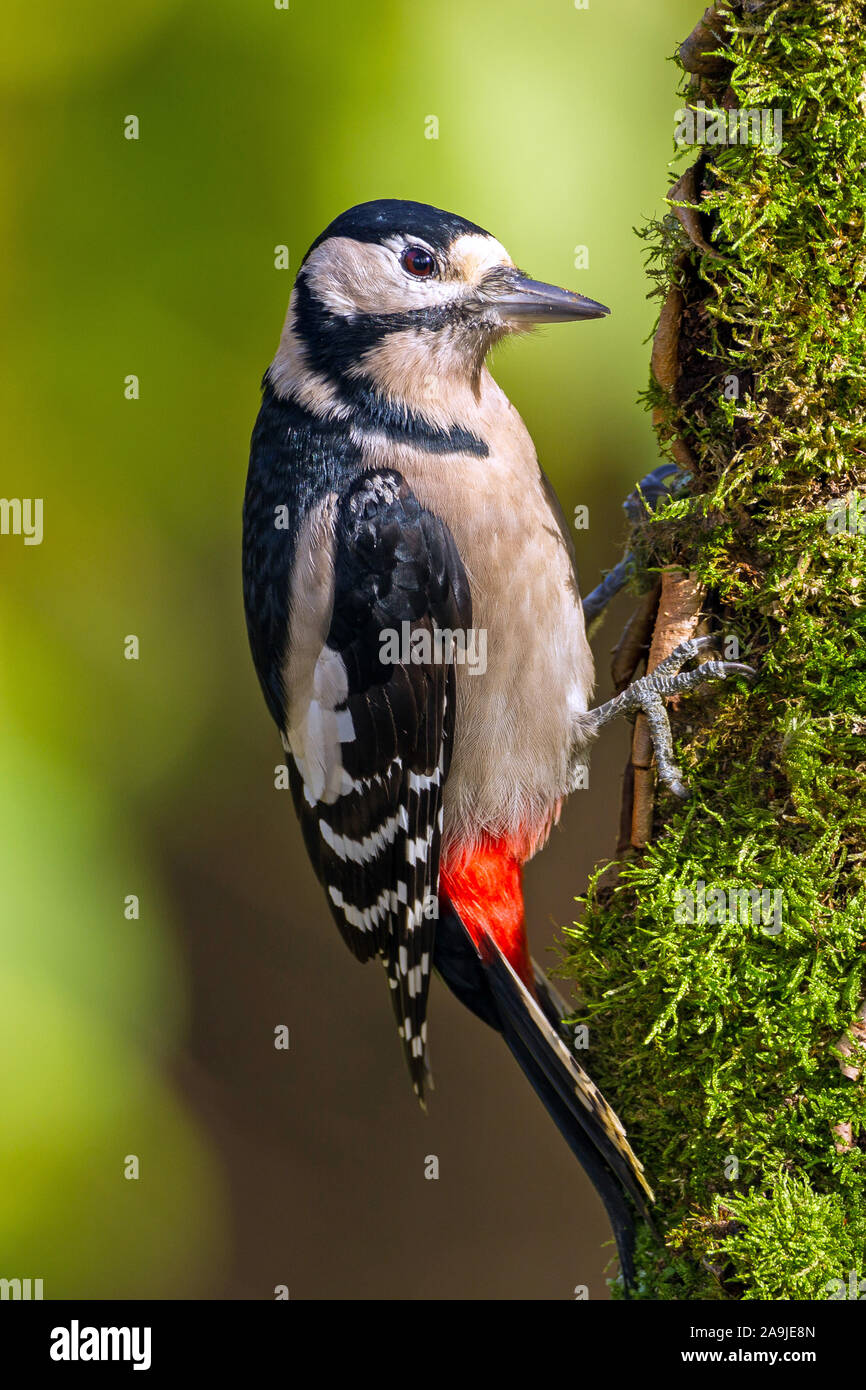 Buntspecht wald hi-res stock photography and images - Alamy