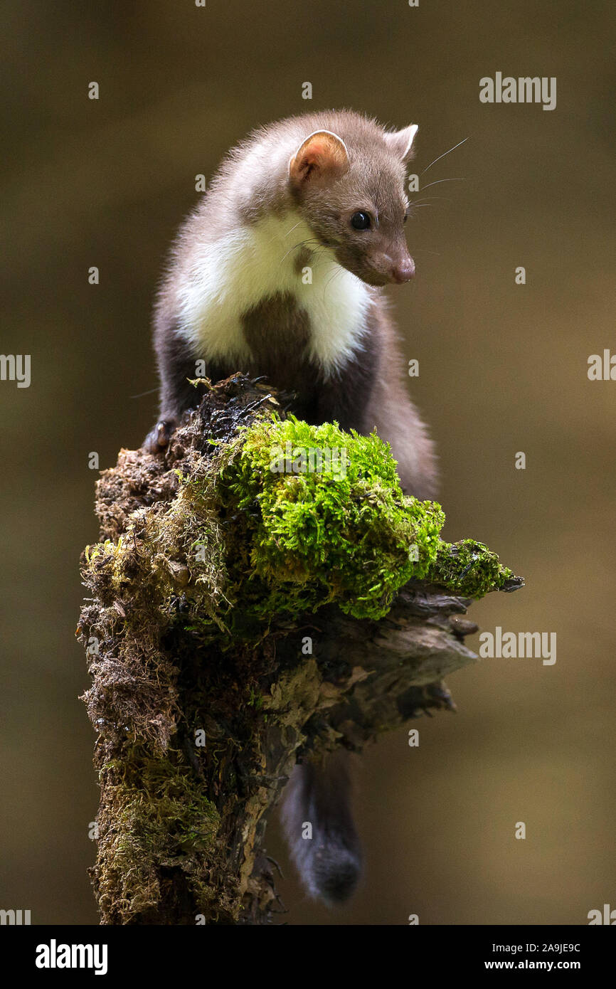 Steinmarder, (Martes foina Stock Photo - Alamy