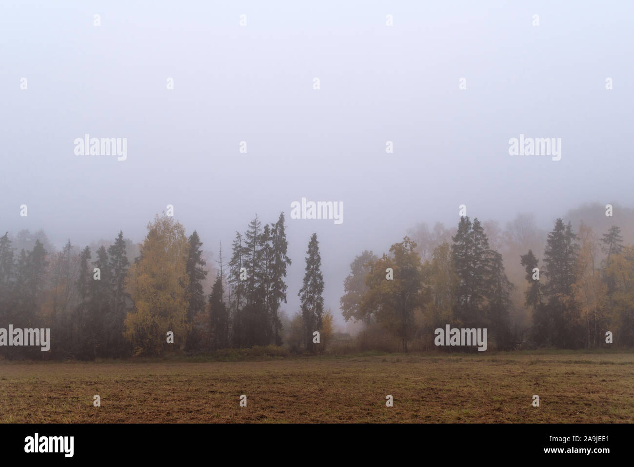 Misty morning landscape in meadows Stock Photo - Alamy
