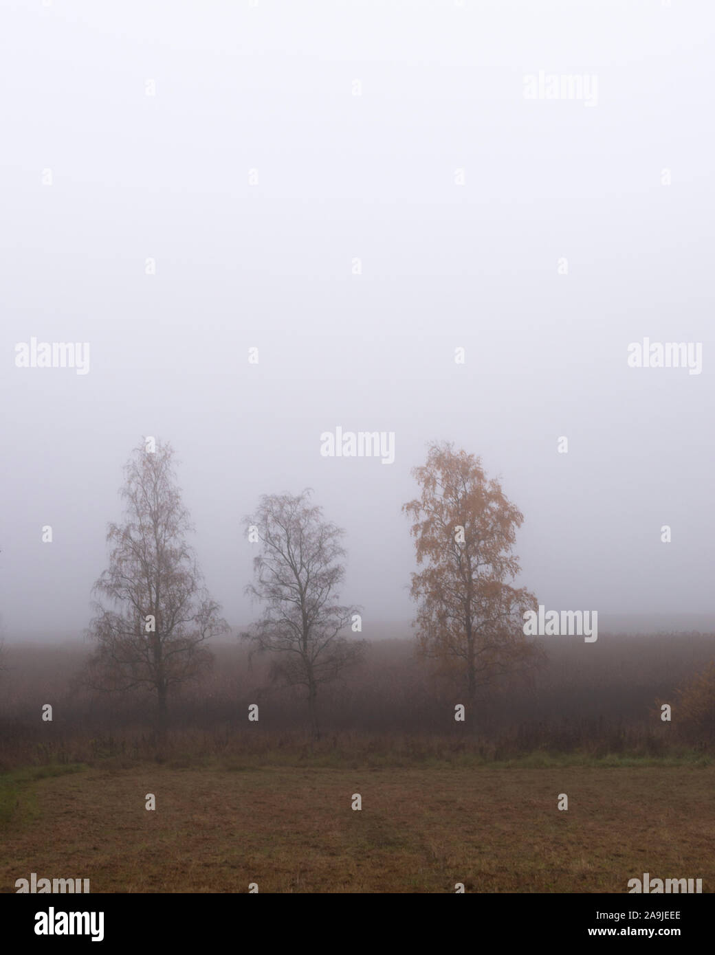 Misty morning landscape in meadows Stock Photo - Alamy