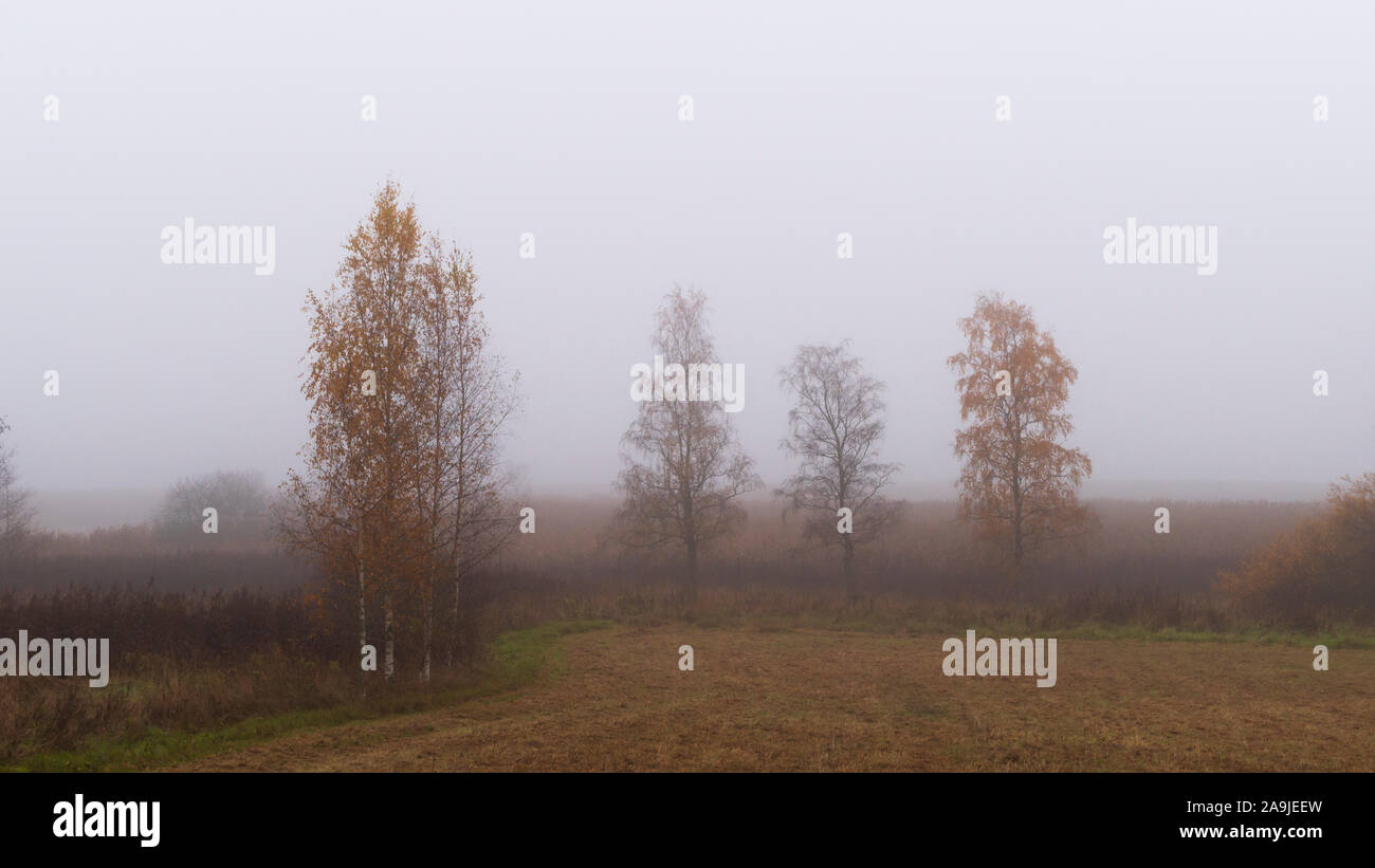 Misty morning landscape in meadows Stock Photo - Alamy