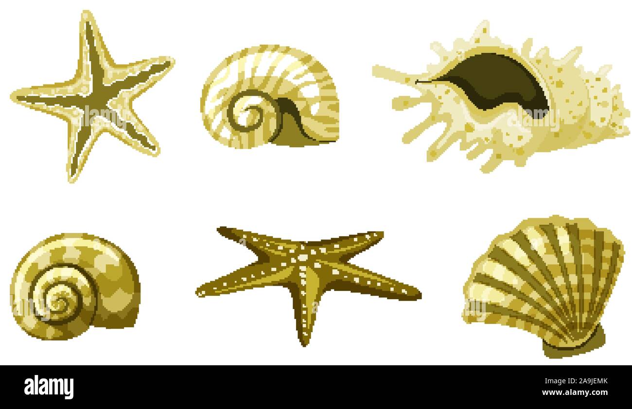 Set of isolated seashells in yellow color illustration Stock Vector ...