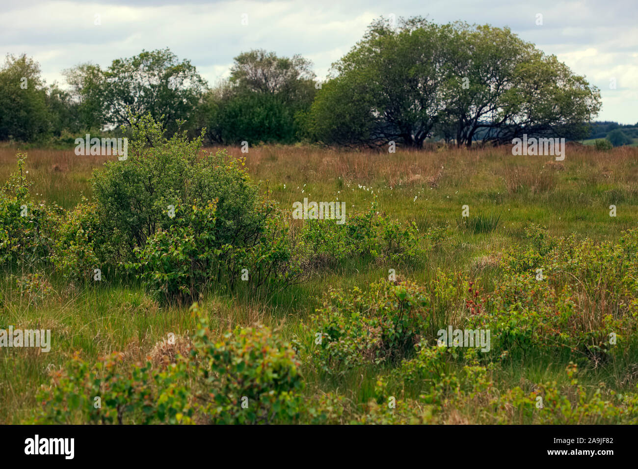 Hares Down, Rackenford Moor, Devon Stock Photo - Alamy