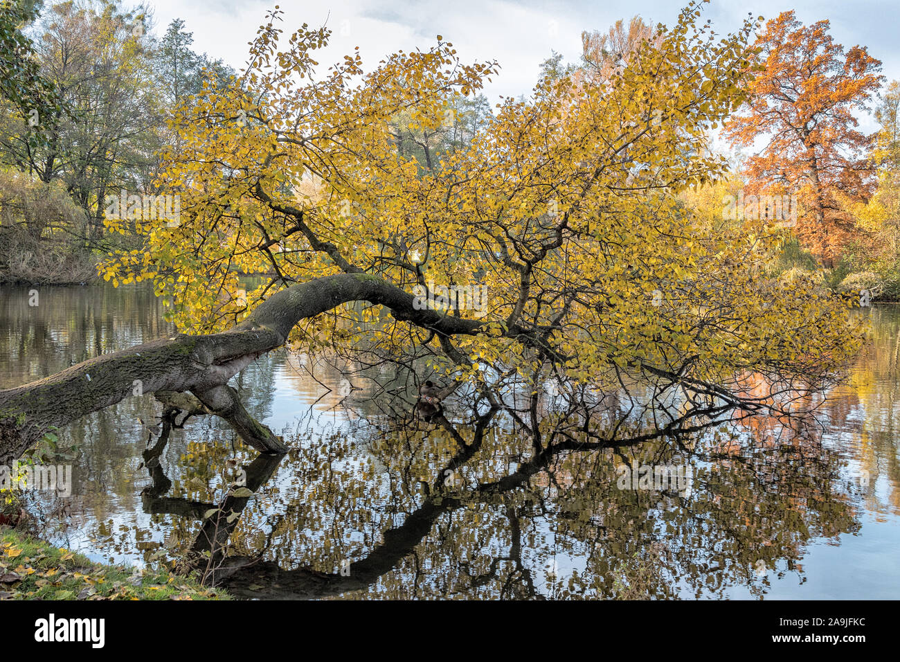 Autumn Tree in water Stock Photo - Alamy