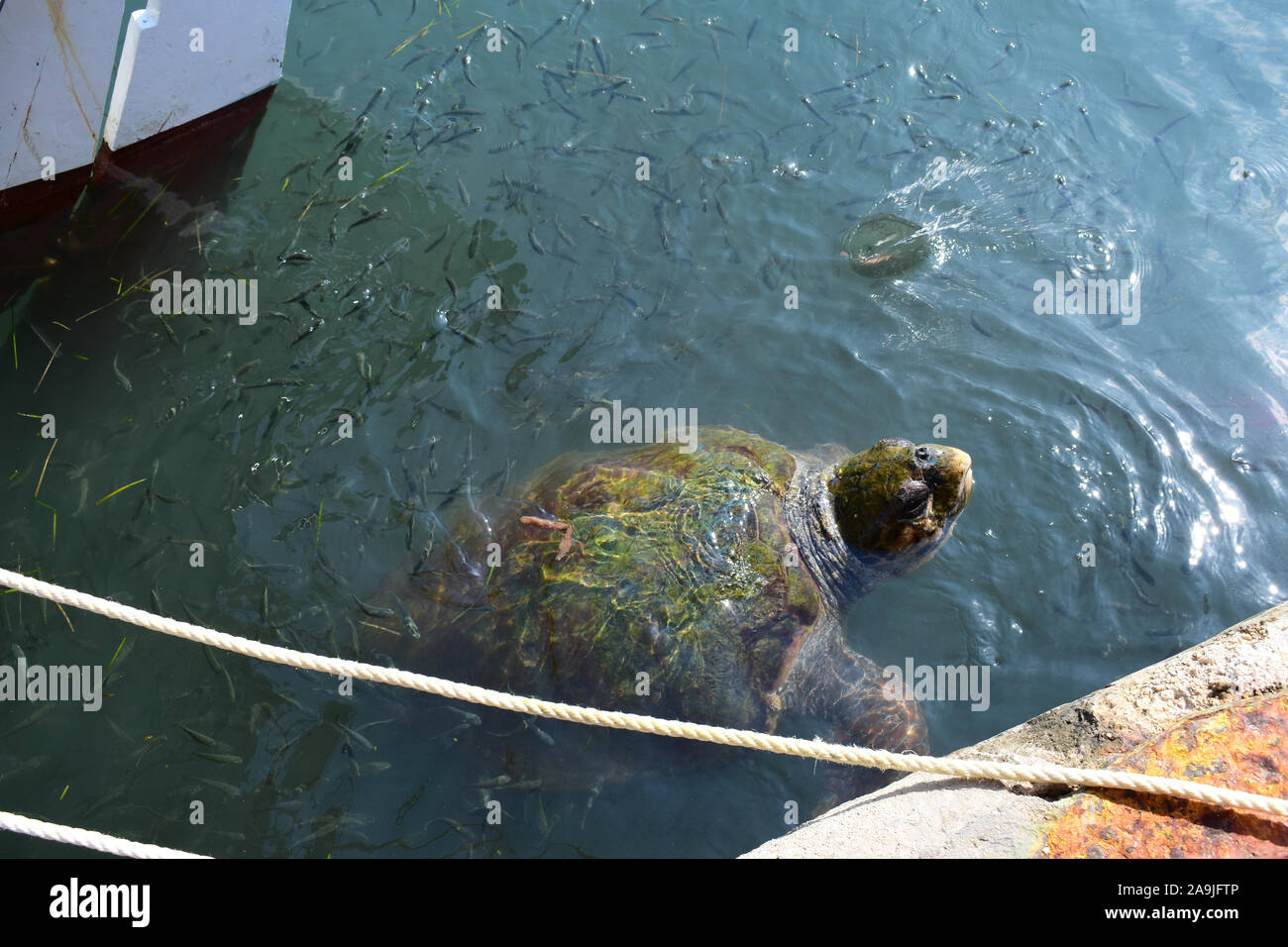 Argostoli kefalonia turtle hi-res stock photography and images - Alamy