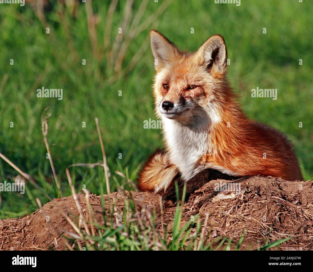 Querformat rotfuchs hi-res stock photography and images - Alamy
