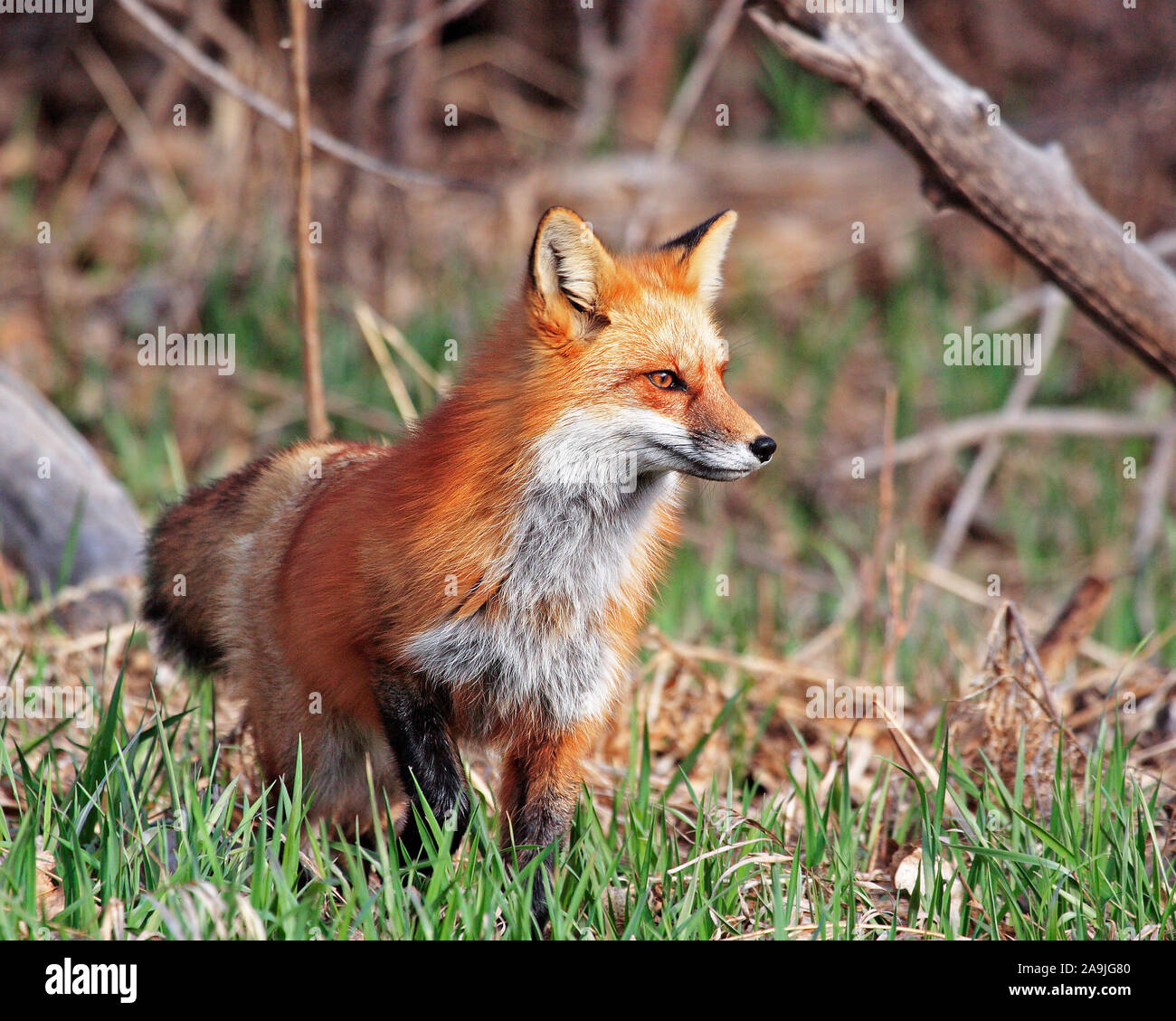 Querformat rotfuchs hi-res stock photography and images - Alamy