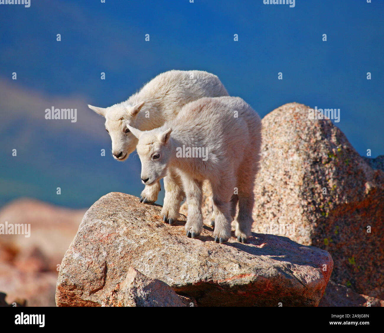 Bergziegen bergziege hi-res stock photography and images - Alamy