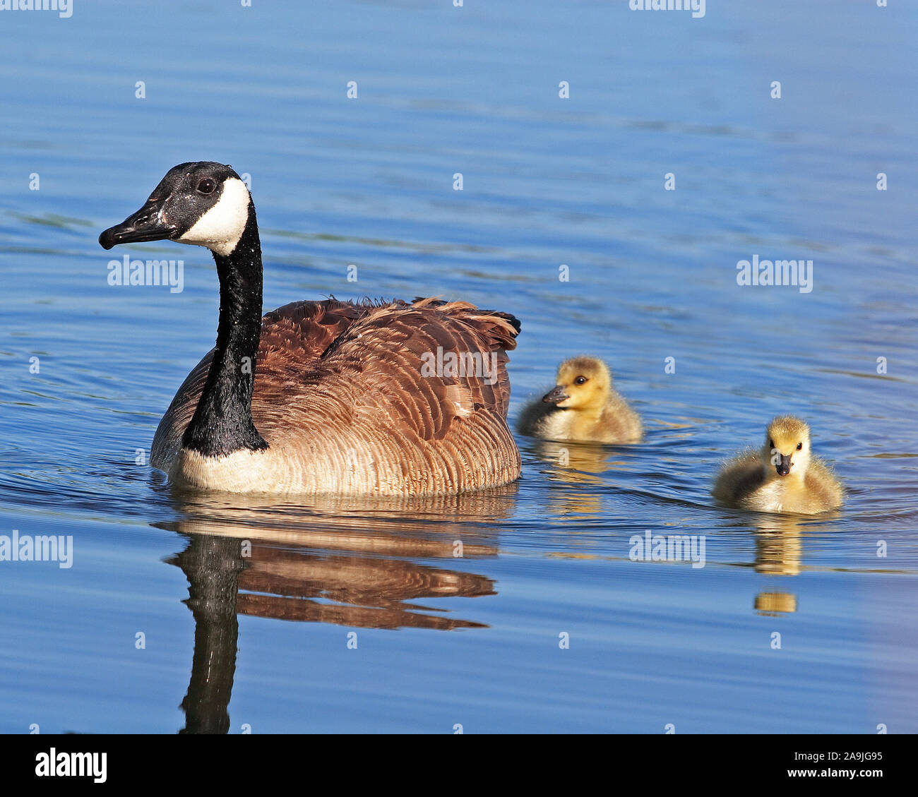 Kanadagans, (Branta canadensis Stock Photo - Alamy