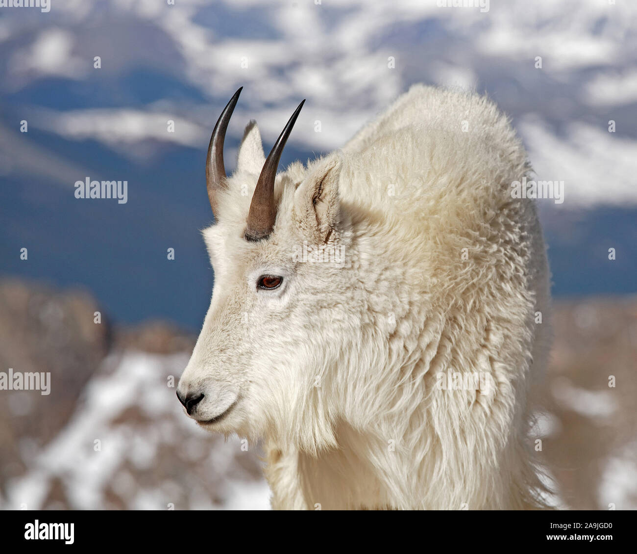 Bergziege hi-res stock photography and images - Alamy