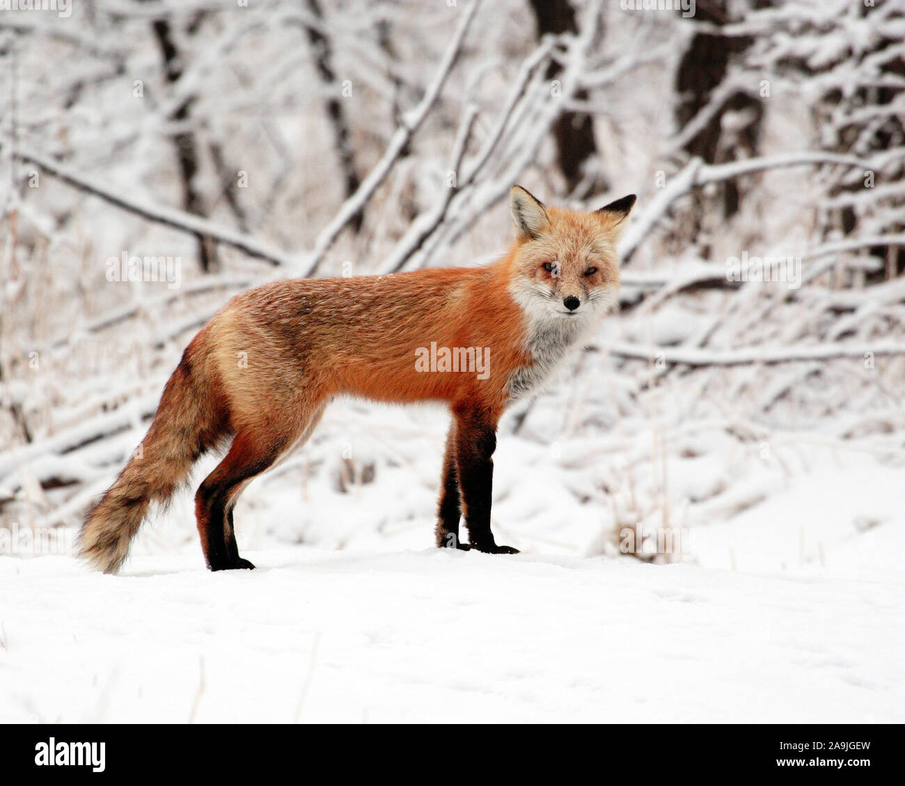 Fuchs im Winter, Schneelandschaft, Rotfuchs Stock Photo - Alamy