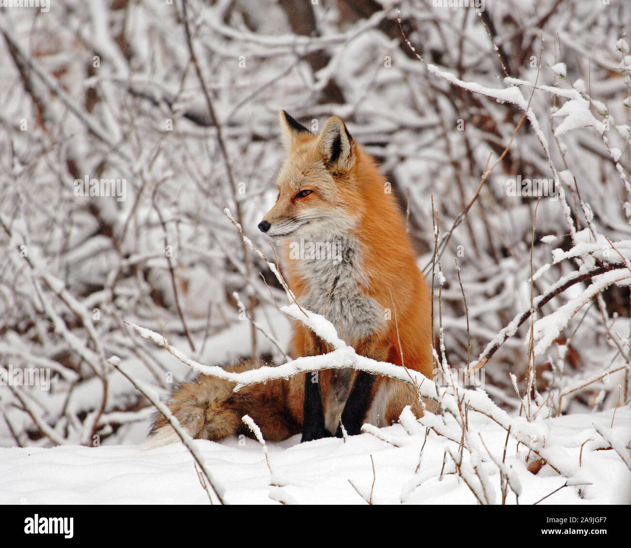 Schneelandschaft hi-res stock photography and images - Alamy