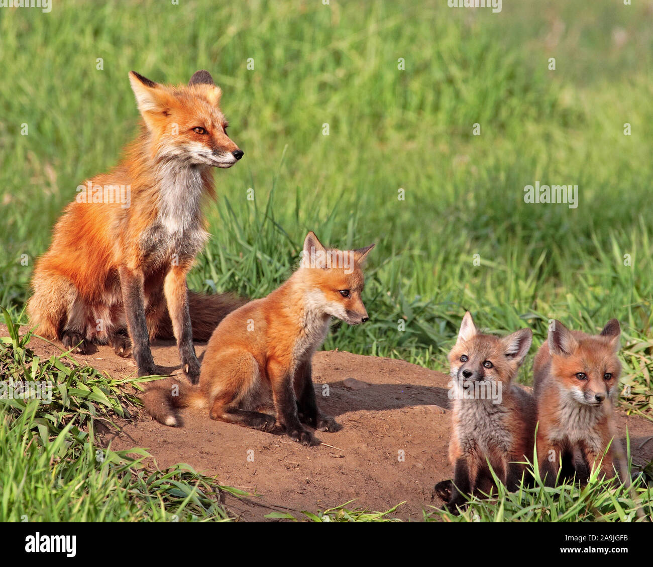 Rotfuchs mit drei Welpen Stock Photo - Alamy