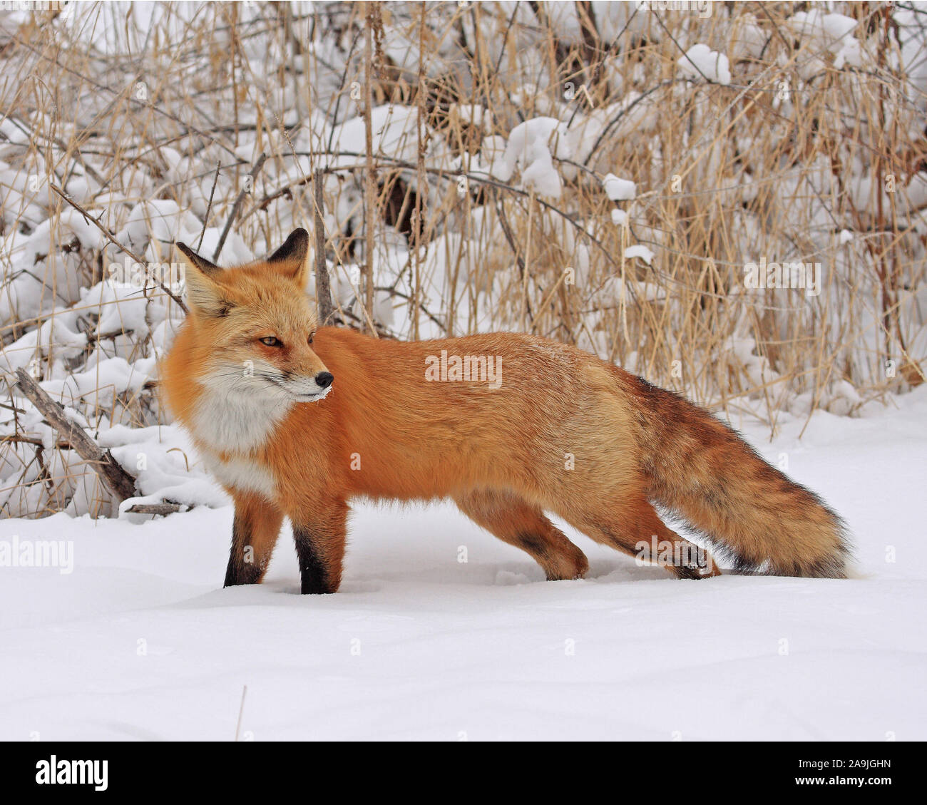 Fuchs im Winter, Schneelandschaft, Rotfuchs Stock Photo - Alamy